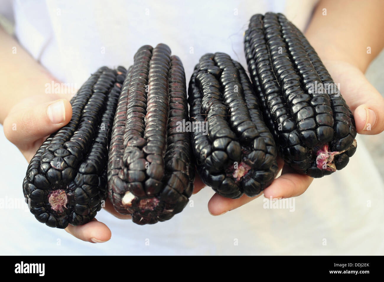 Called A Cob High Resolution Stock Photography and Images - Alamy