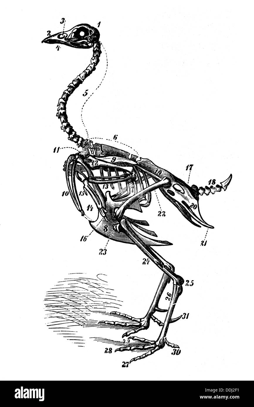 Rooster Skeleton