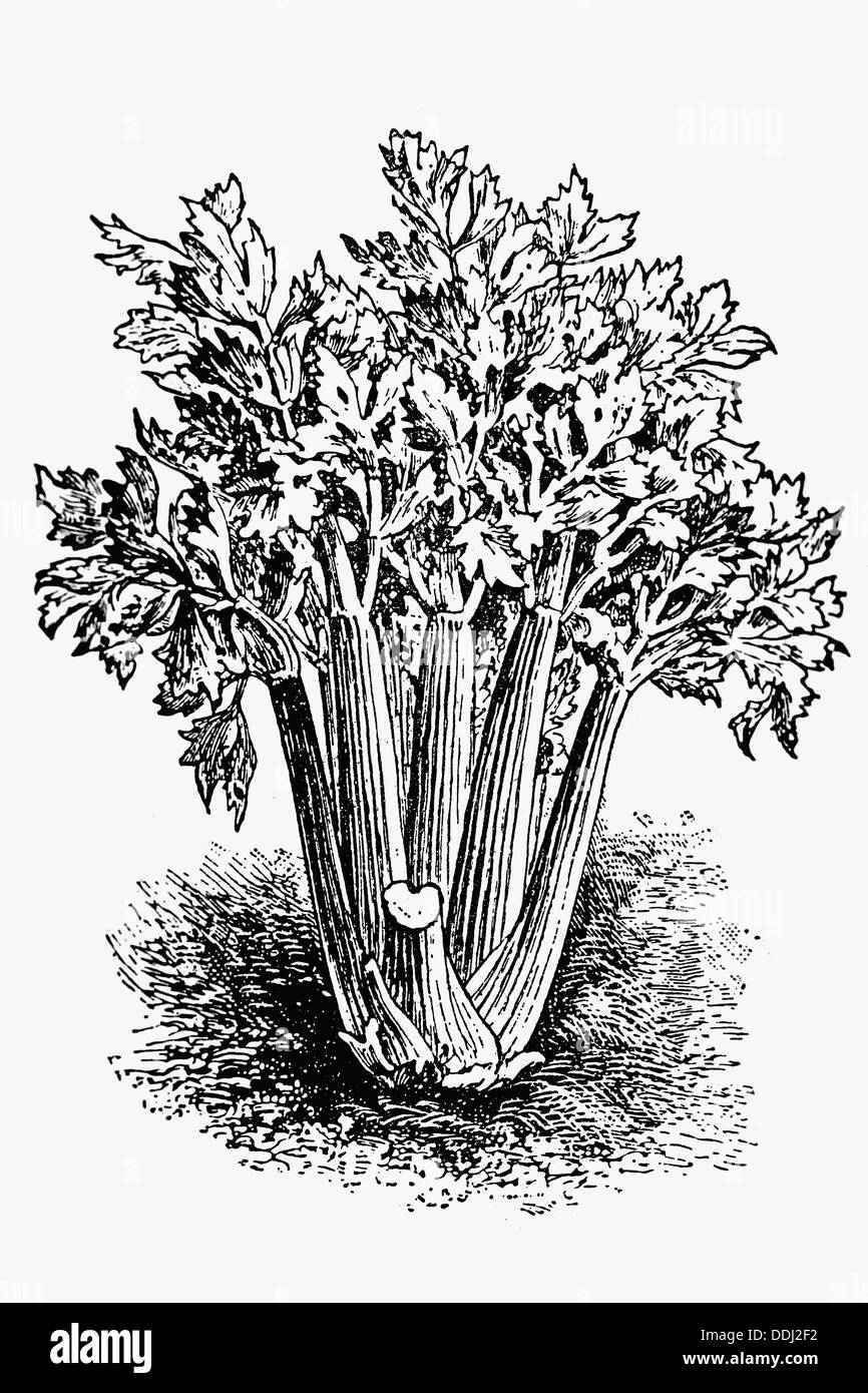 Celery antique drawing hi-res stock photography and images - Alamy
