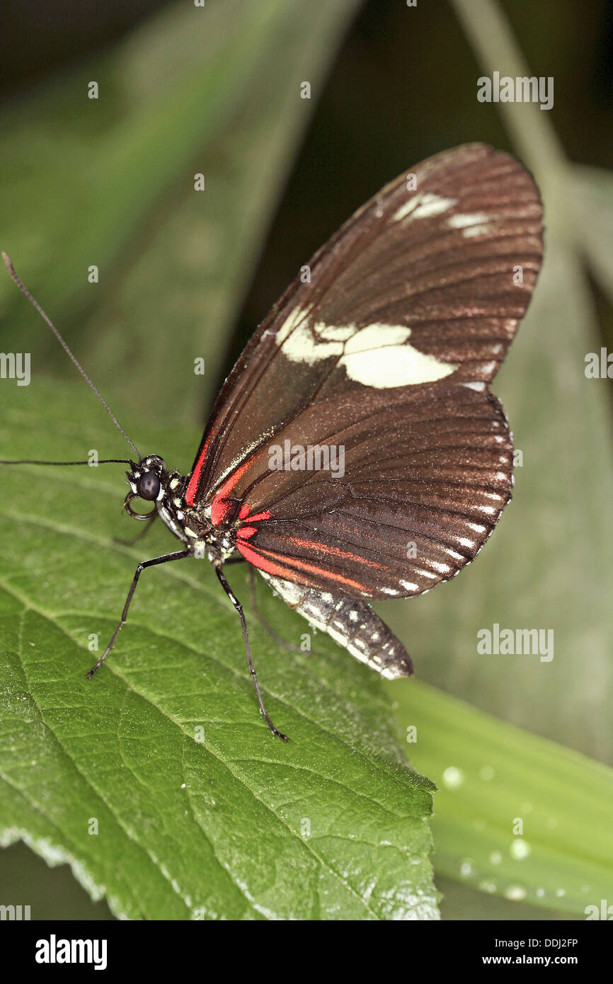 Heliconius butterfly heliconius sp hi-res stock photography and images ...