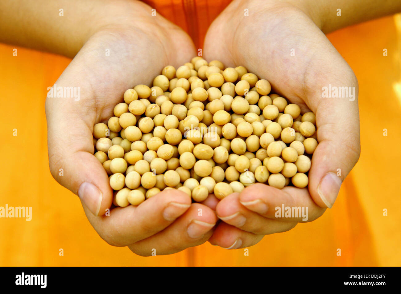 Close up of soybeans hi-res stock photography and images - Alamy