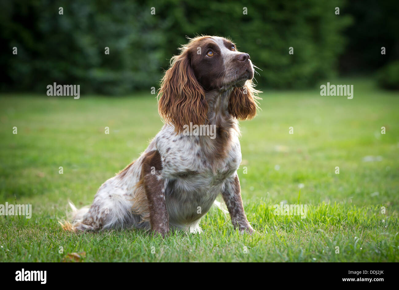 Dog portrait of a Cocker Spaniel working gun dog, sat in the garden ...