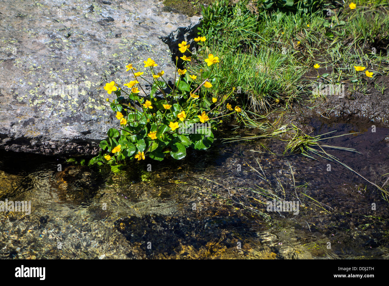 Yellow flowers and water hi-res stock photography and images - Alamy