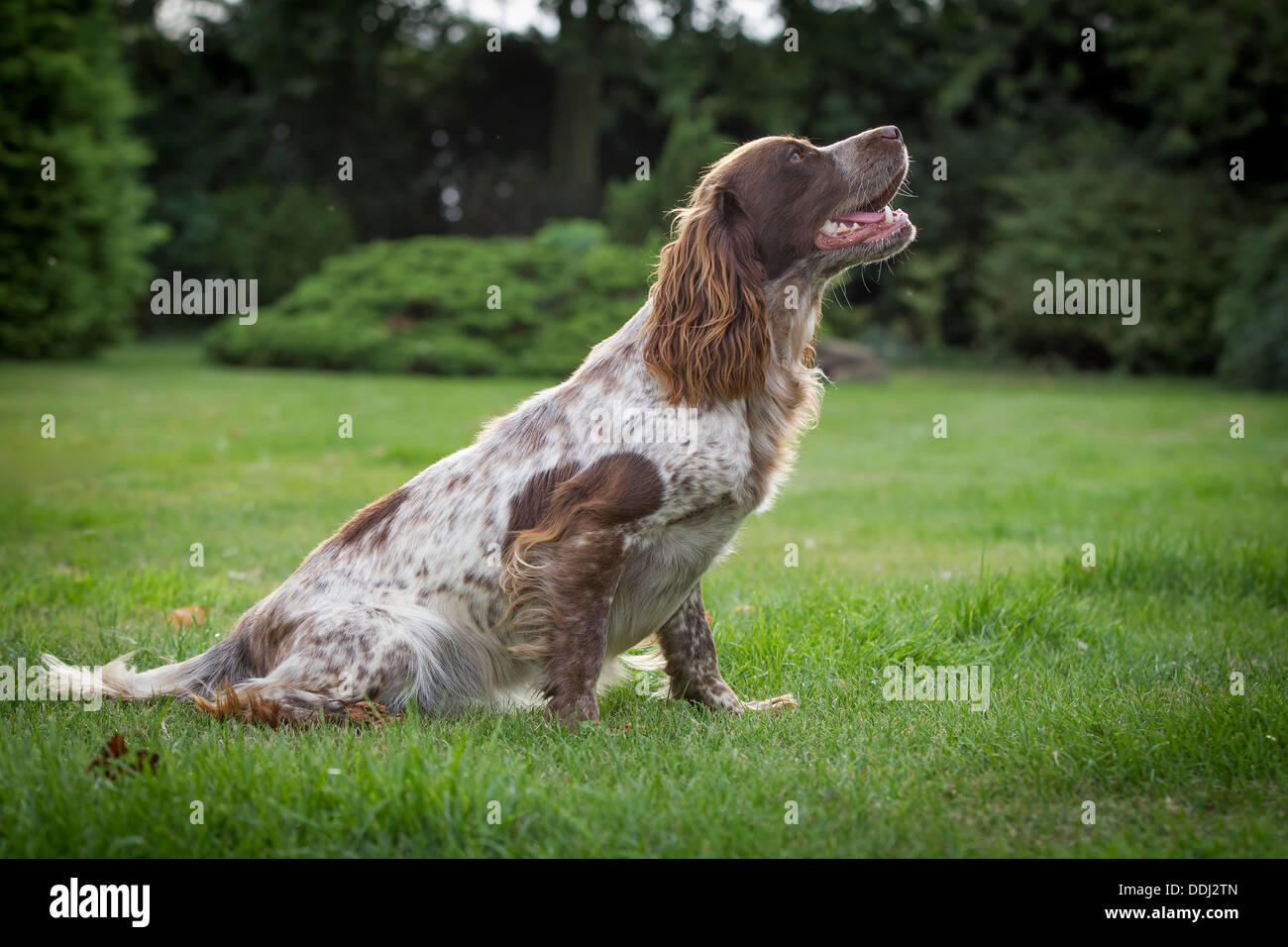 Dog portrait of a Cocker Spaniel working gun dog, sat in the garden ...