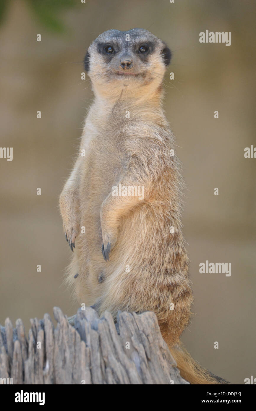 Gorgeous meerkat hi-res stock photography and images - Alamy