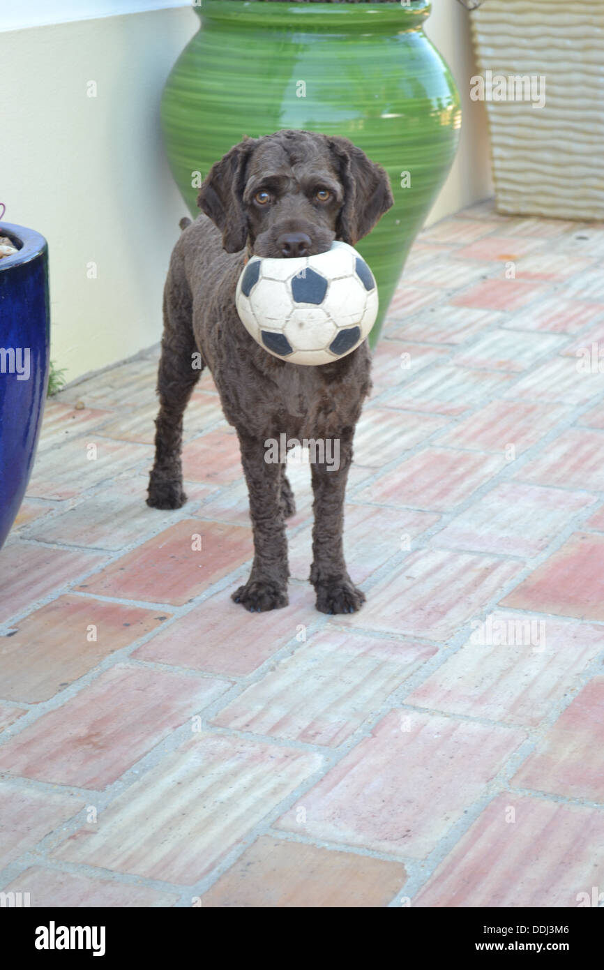Cockapoo cute hi-res stock photography and images - Alamy