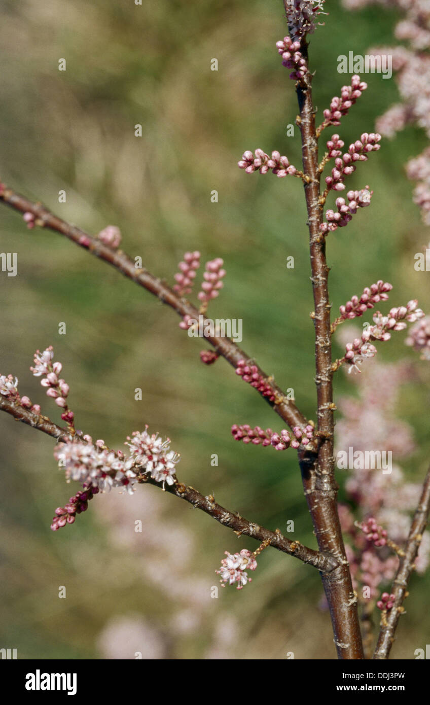 Tamarix africana hi-res stock photography and images - Alamy