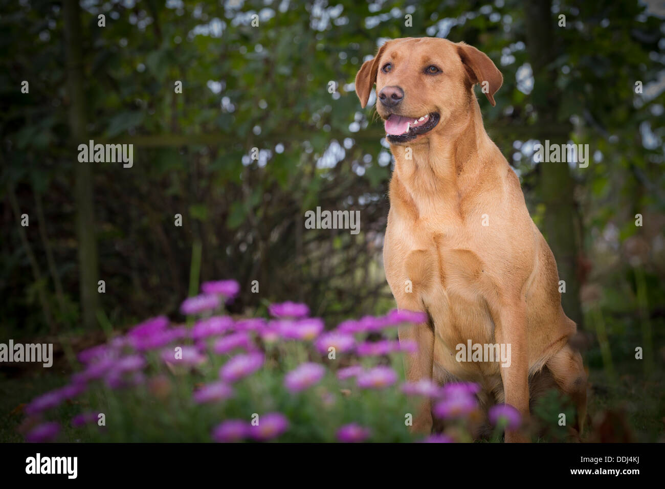 Tan Labrador High Resolution Stock Photography and Images - Alamy