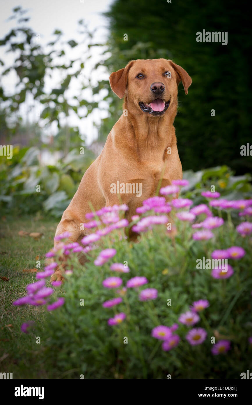 Tan labrador hi-res stock photography and images - Alamy