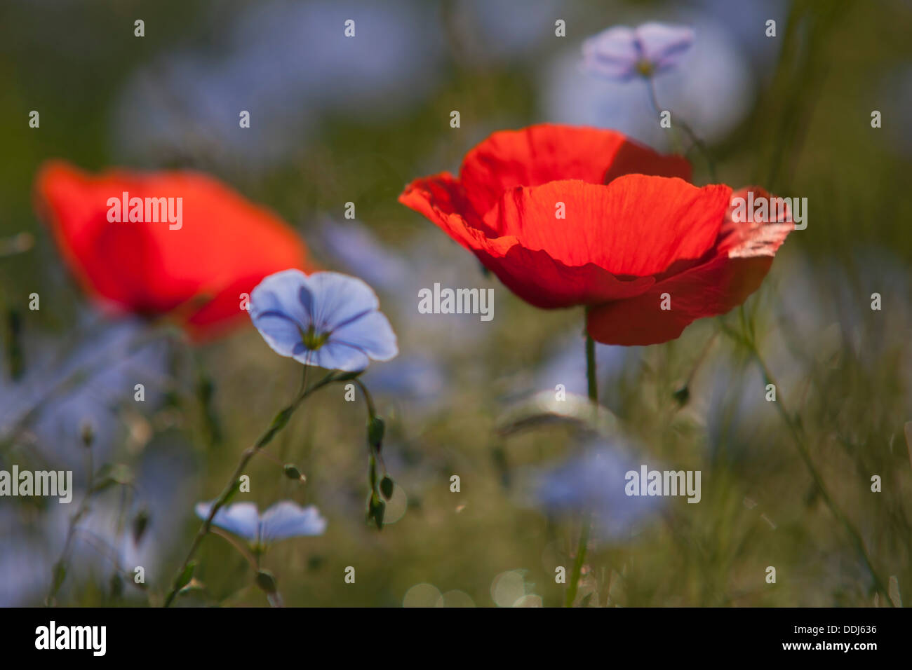 Germany, Baden Wuerttemberg, Poppies with Flax flower Stock Photo - Alamy