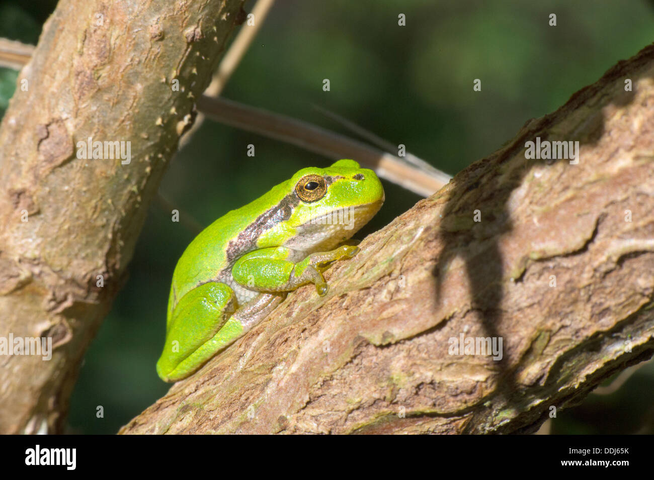 Tree frog Hyla arborea in nature Stock Photo - Alamy