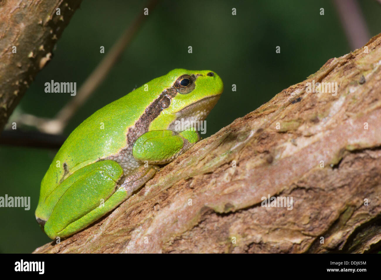 Tree frog Hyla arborea in nature Stock Photo - Alamy
