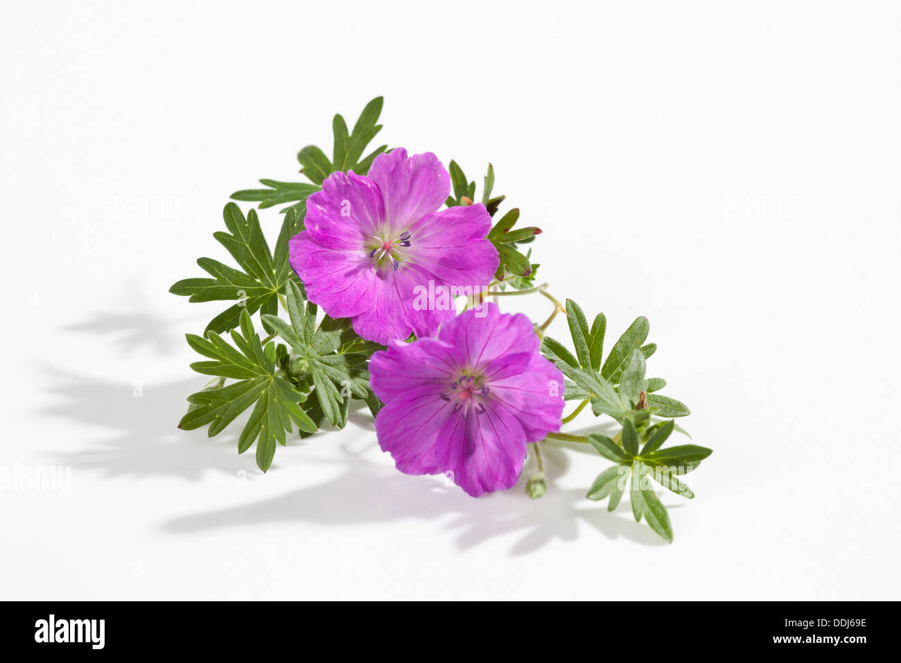 Geranium flowers against white background, close up Stock Photo - Alamy