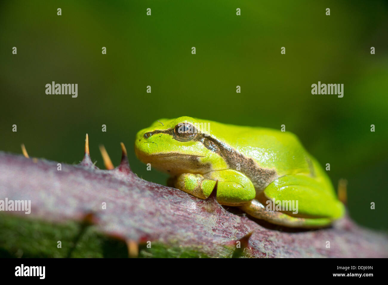 Tree frog Hyla arborea in nature Stock Photo - Alamy