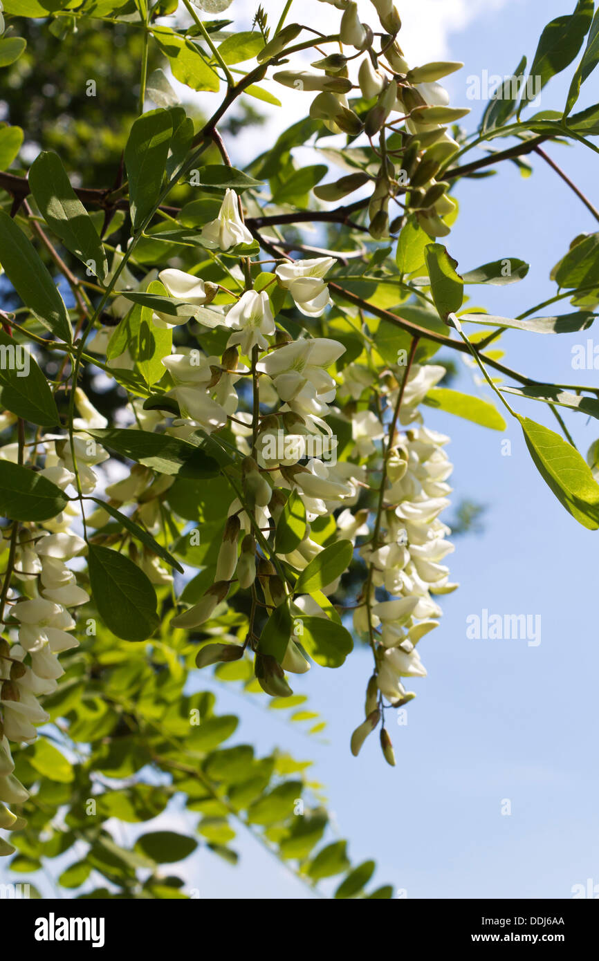 Germany, Rhineland Palatinate, Acacia tree against sky, close up Stock ...