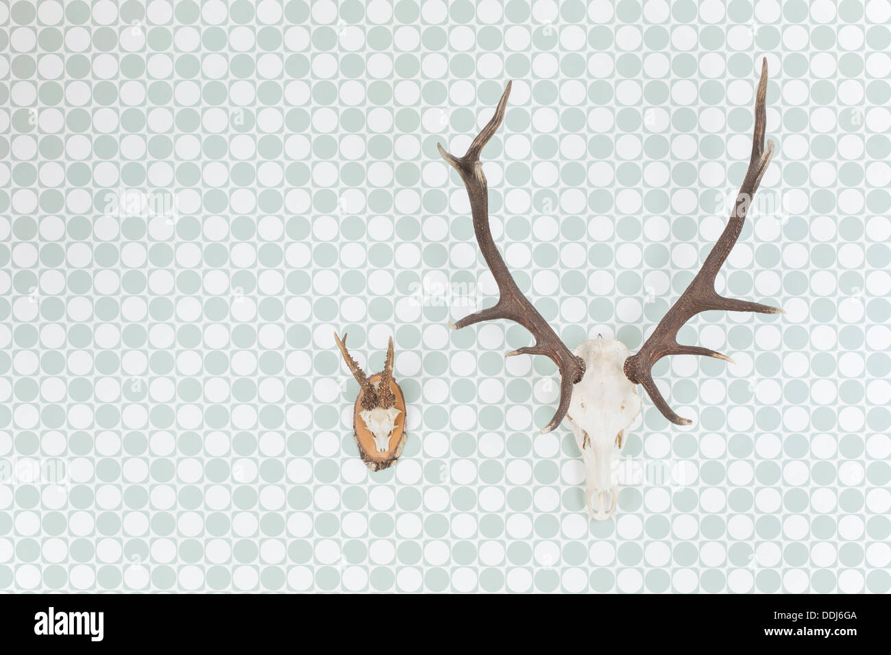 Germany, Freiburg, Deer antlers hanging on wall, close up Stock Photo ...