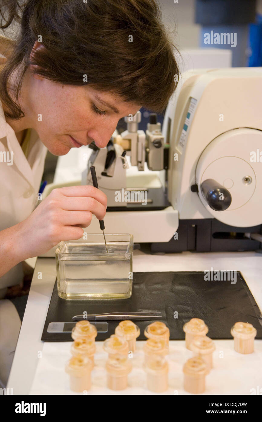 Researcher working fish laboratory hi-res stock photography and images ...