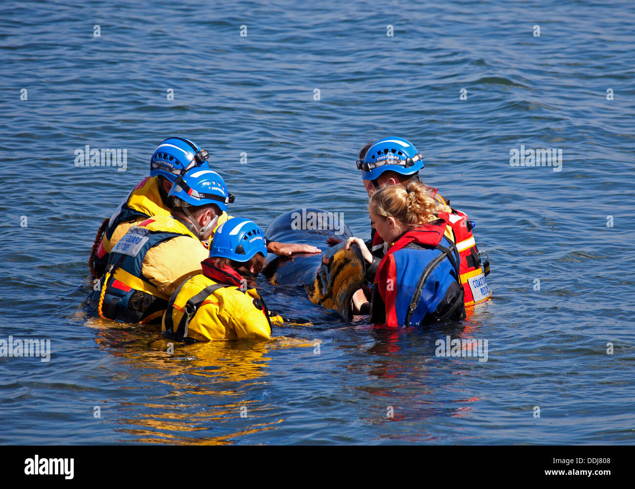 Edinburgh, Scotland, UK, 3rd September 2013, Stranded Pilot Whale just ...