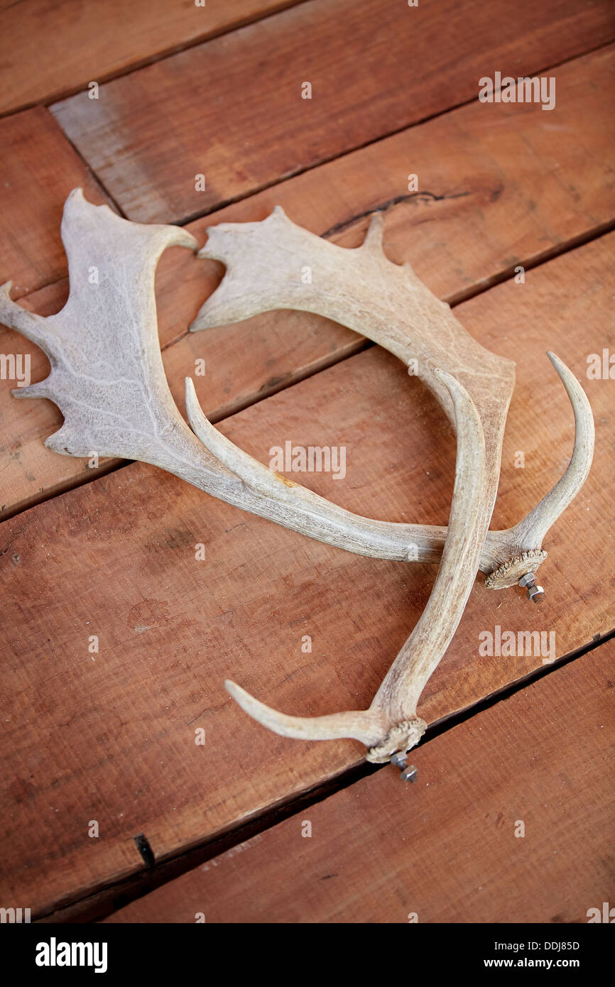 Pair of deer stag antlers lying on the wooden floor Stock Photo - Alamy