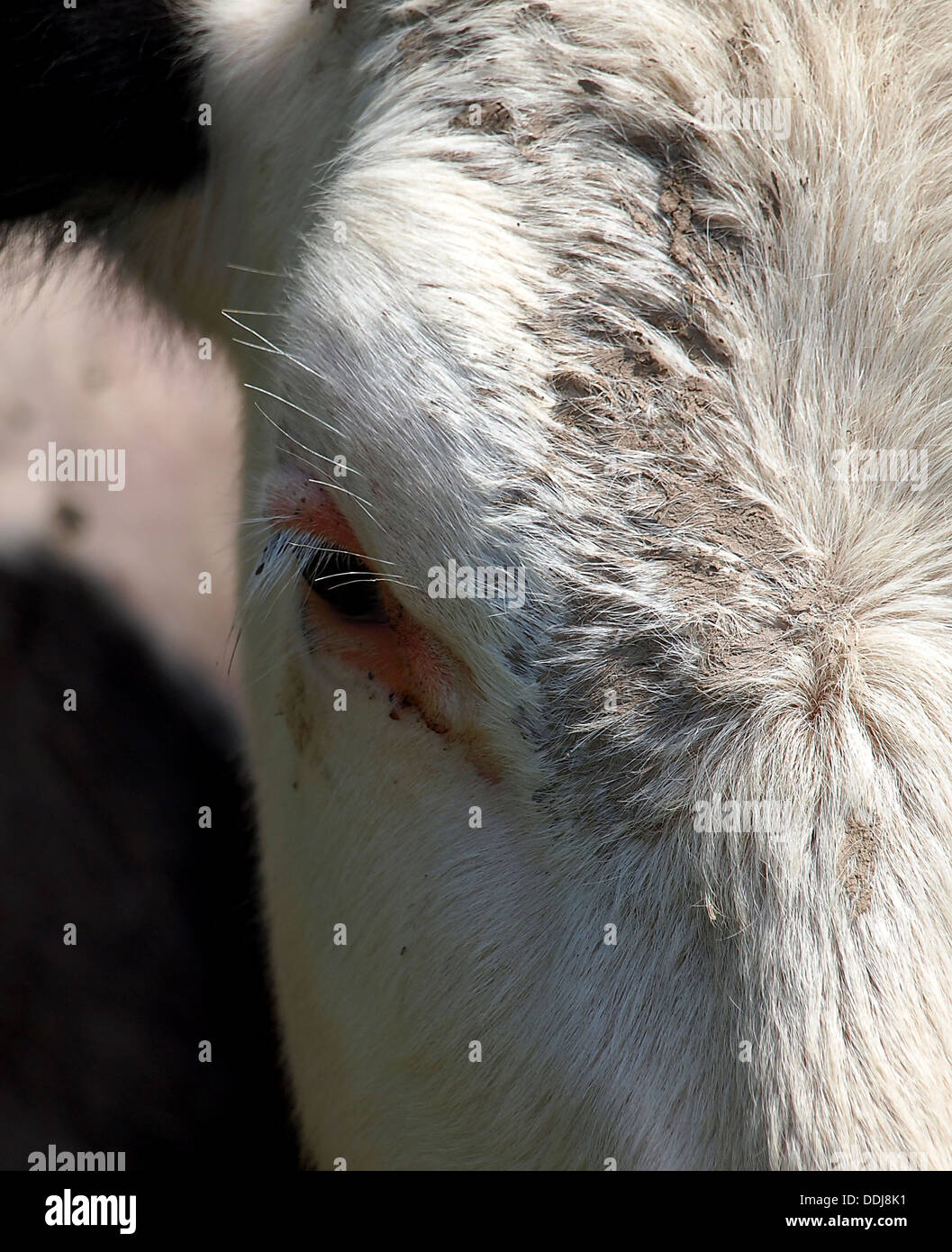 Close up image of a cows head Stock Photo - Alamy