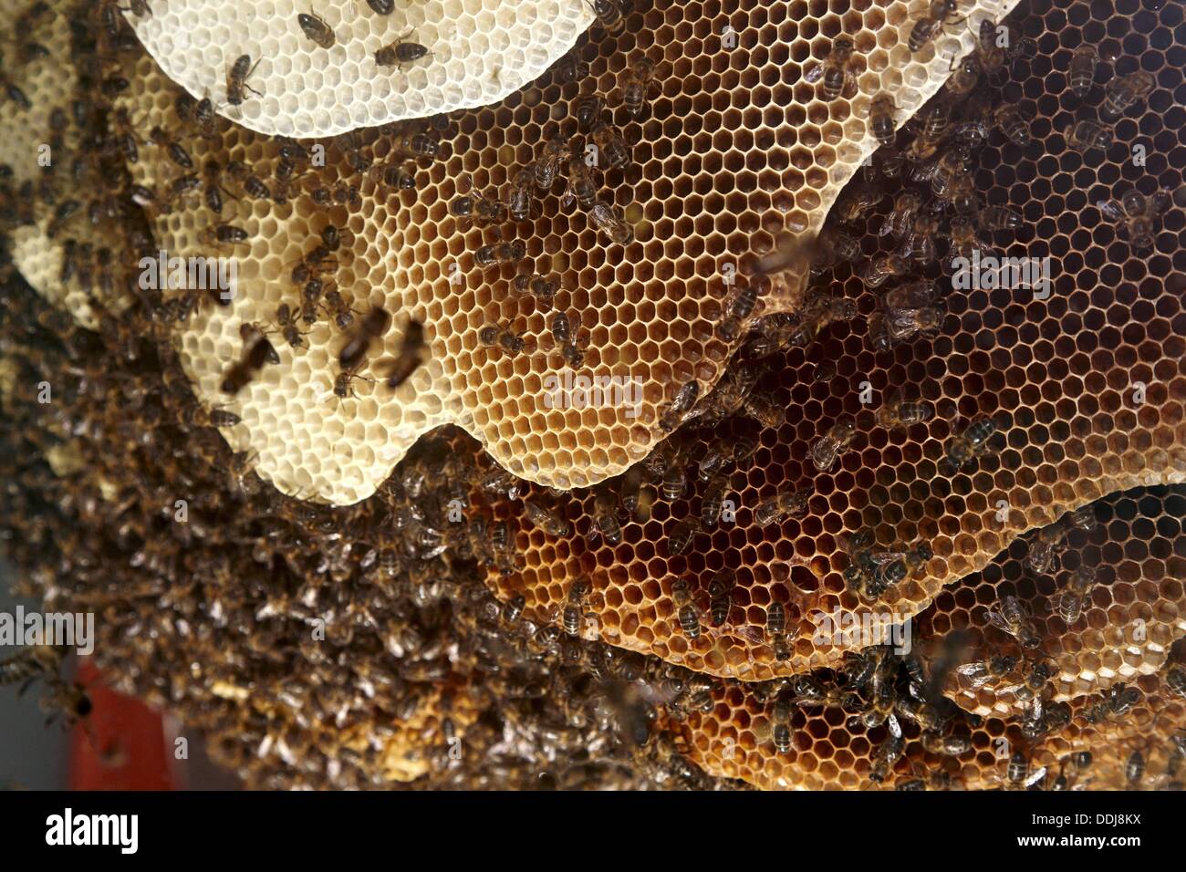 Interior bee hive hi-res stock photography and images - Alamy