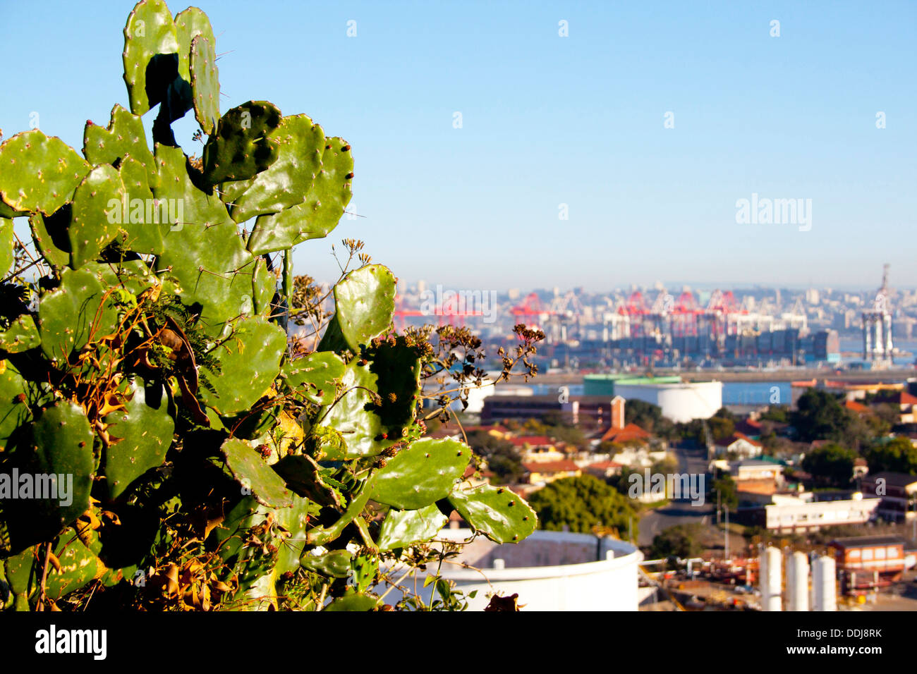 Cactus plant with urban industrial background Stock Photo - Alamy