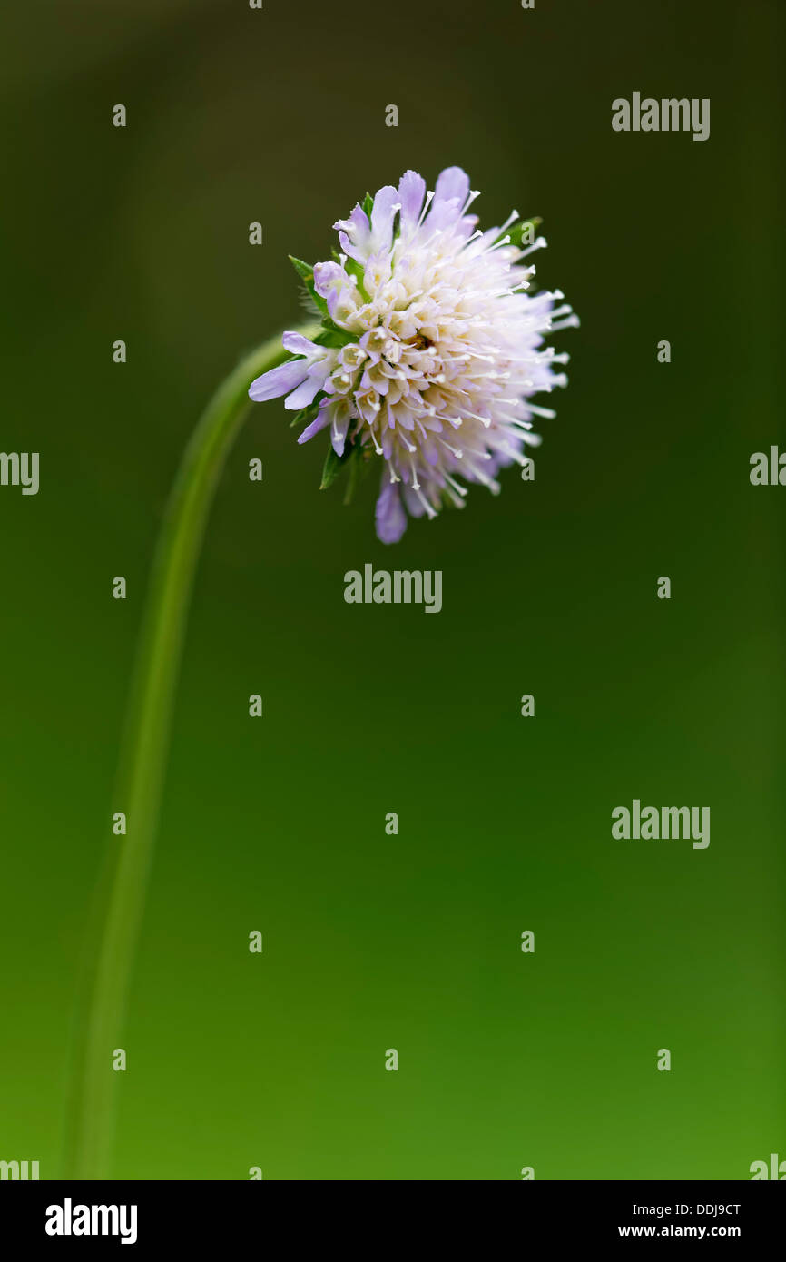 Austria, Scabious flower, close up Stock Photo - Alamy
