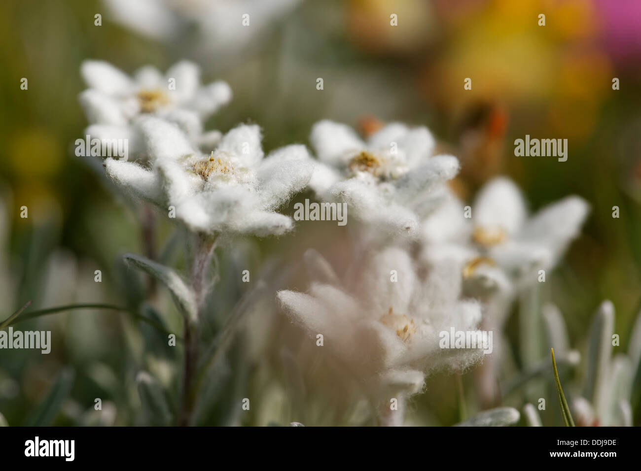 Austria, Edelweiss flowers, close up Stock Photo - Alamy