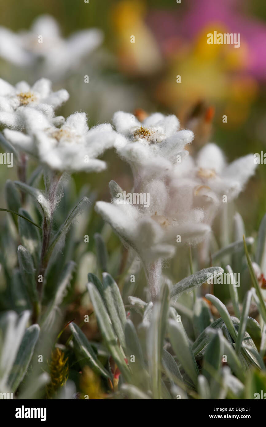 Austria, Edelweiss flowers, close up Stock Photo - Alamy