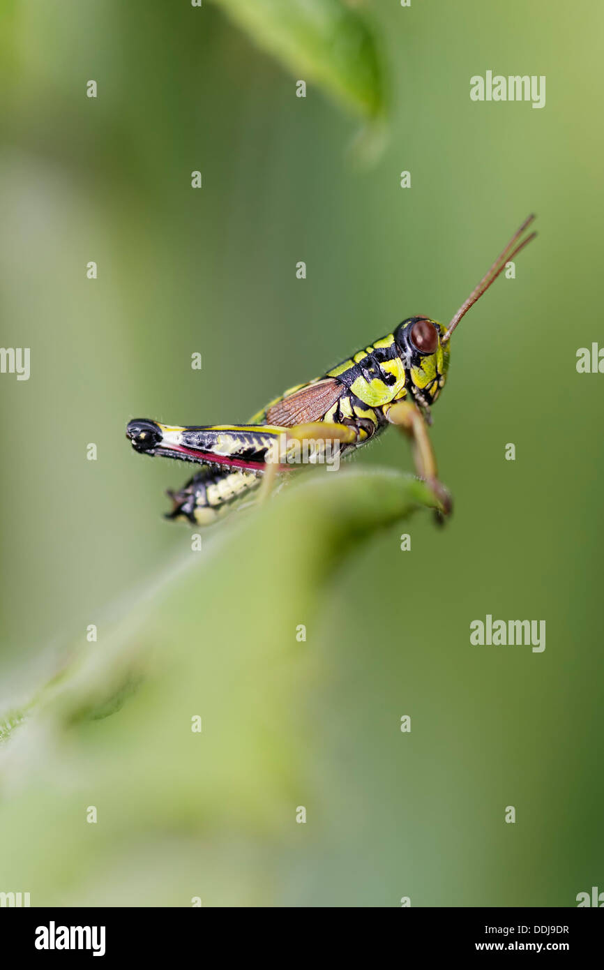 Miramella alpine hi-res stock photography and images - Alamy