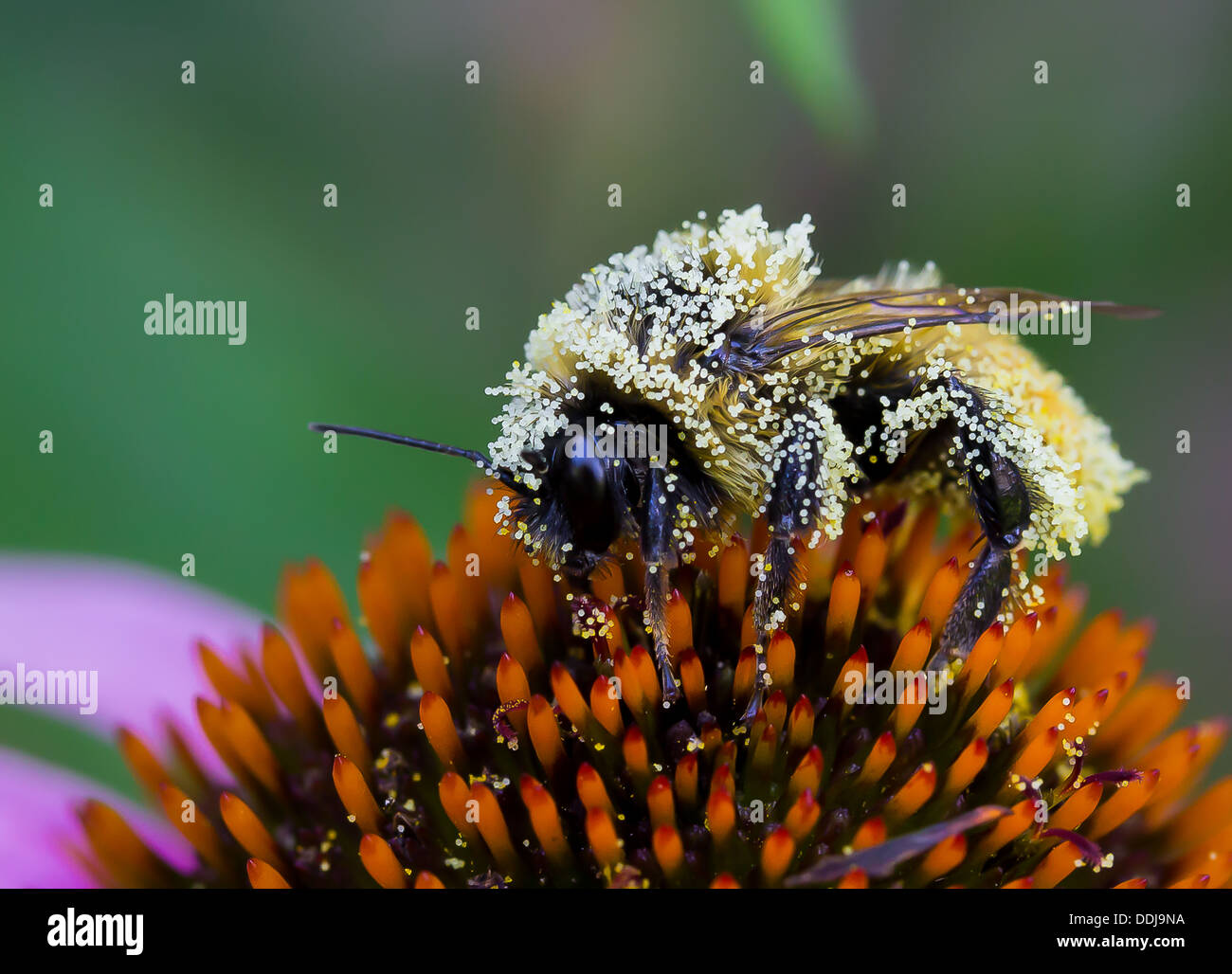 Bumble bee pollen hi-res stock photography and images - Alamy
