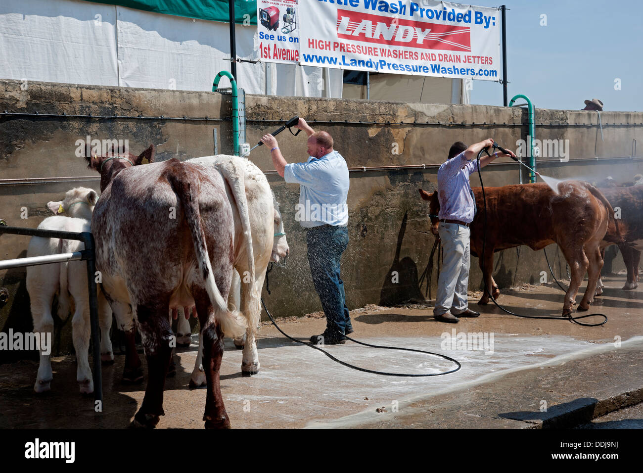 Farmer washing cow at cattle wash in summer The Great Yorkshire ...
