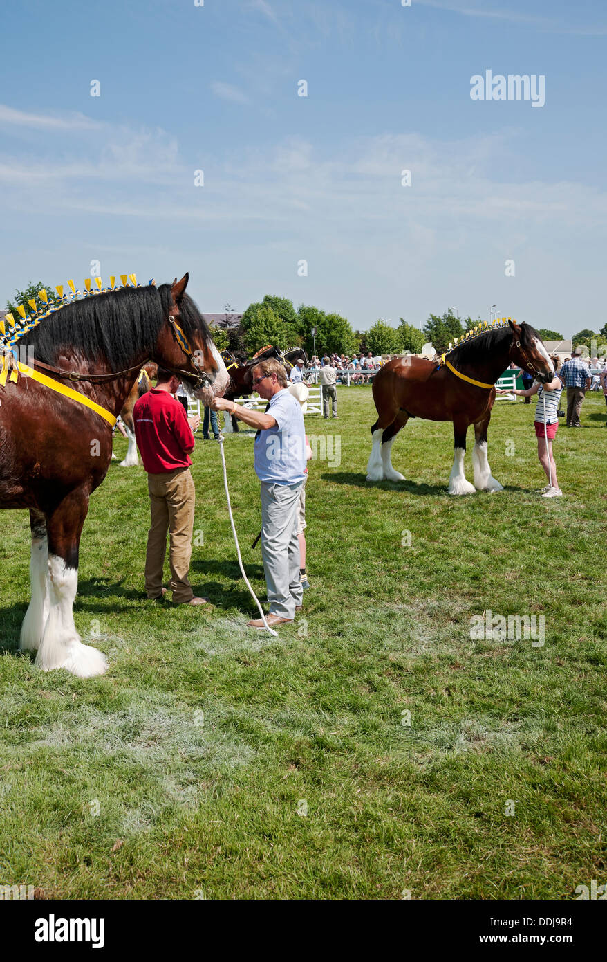 Shire heavy horse horses at the Great Yorkshire Show in summer ...