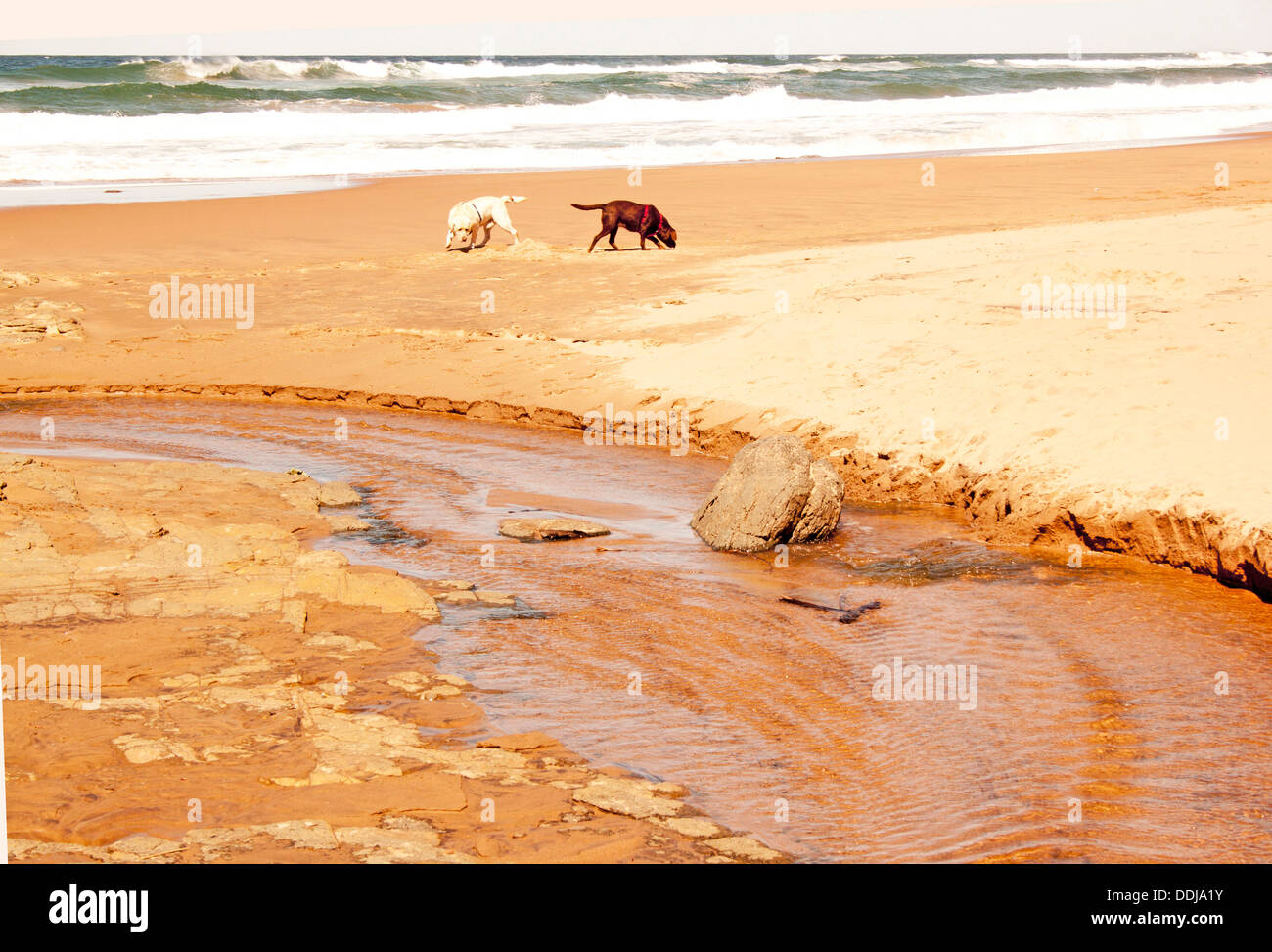 Two dogs exploring hi-res stock photography and images - Alamy