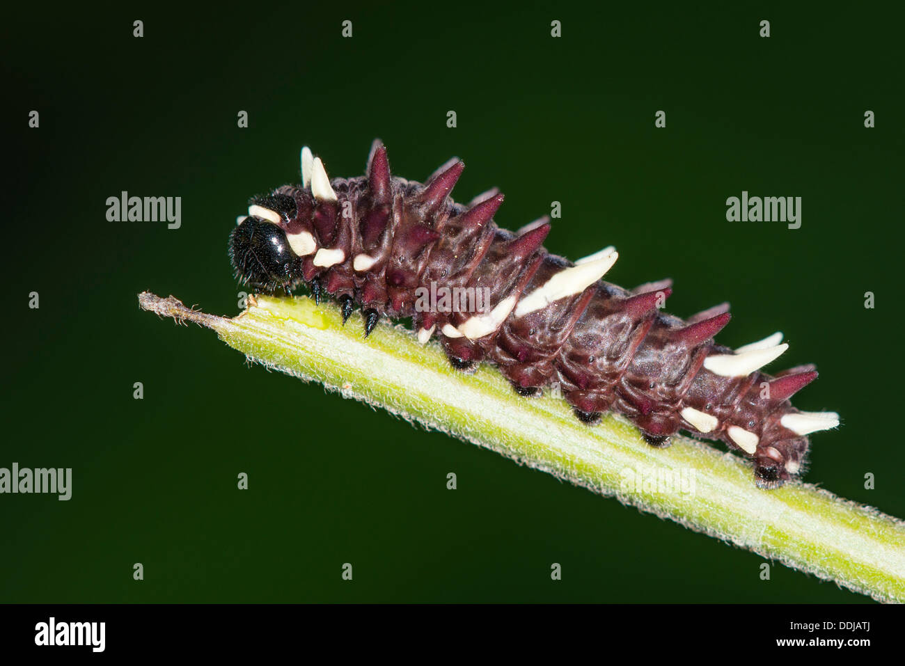 A Southern Cattleheart larva eating Stock Photo - Alamy