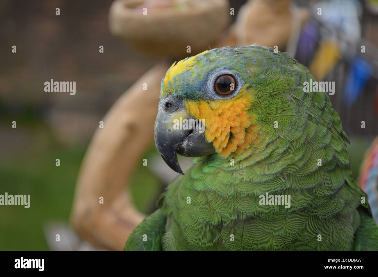 Parrot pics hi-res stock photography and images - Alamy