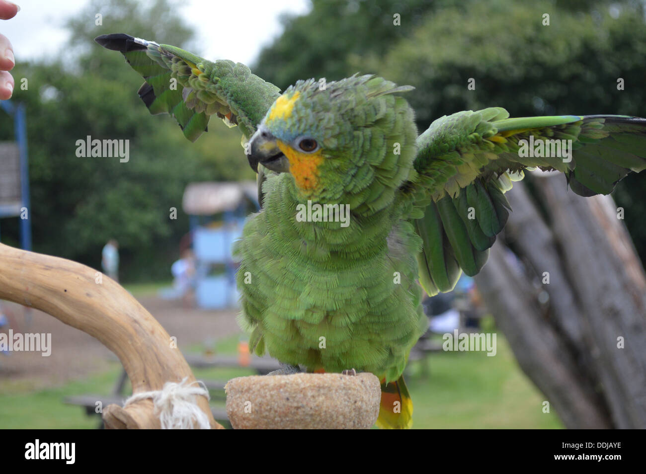 Parrot bathing hi-res stock photography and images - Alamy