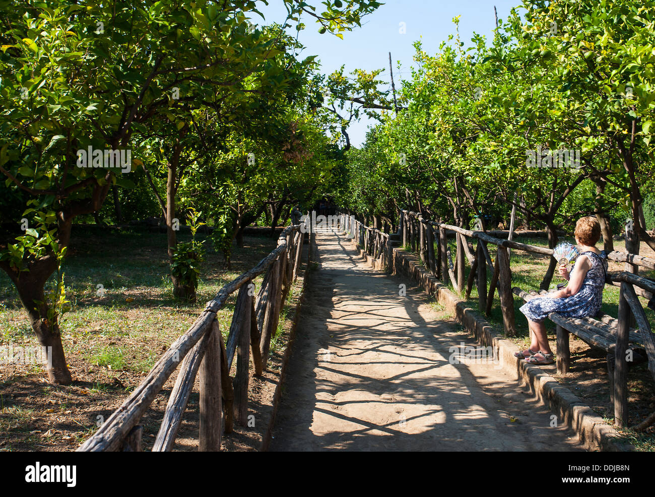 Sorrento and lemon grove hi-res stock photography and images - Alamy