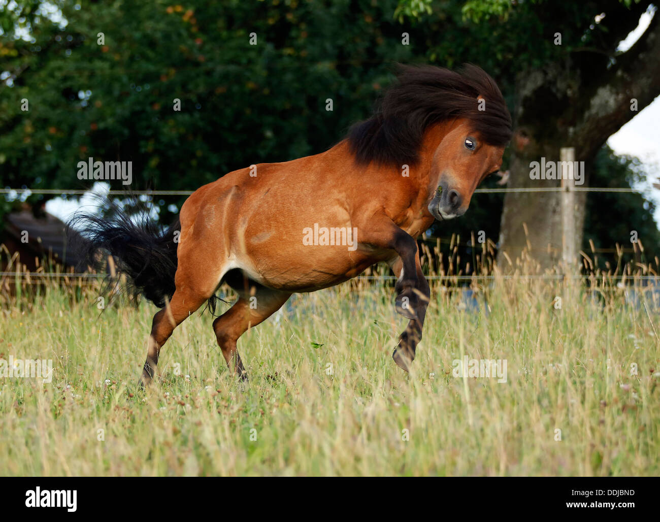 Germany, Baden Wuerttemberg, Shetland pony bucking on grass Stock Photo ...