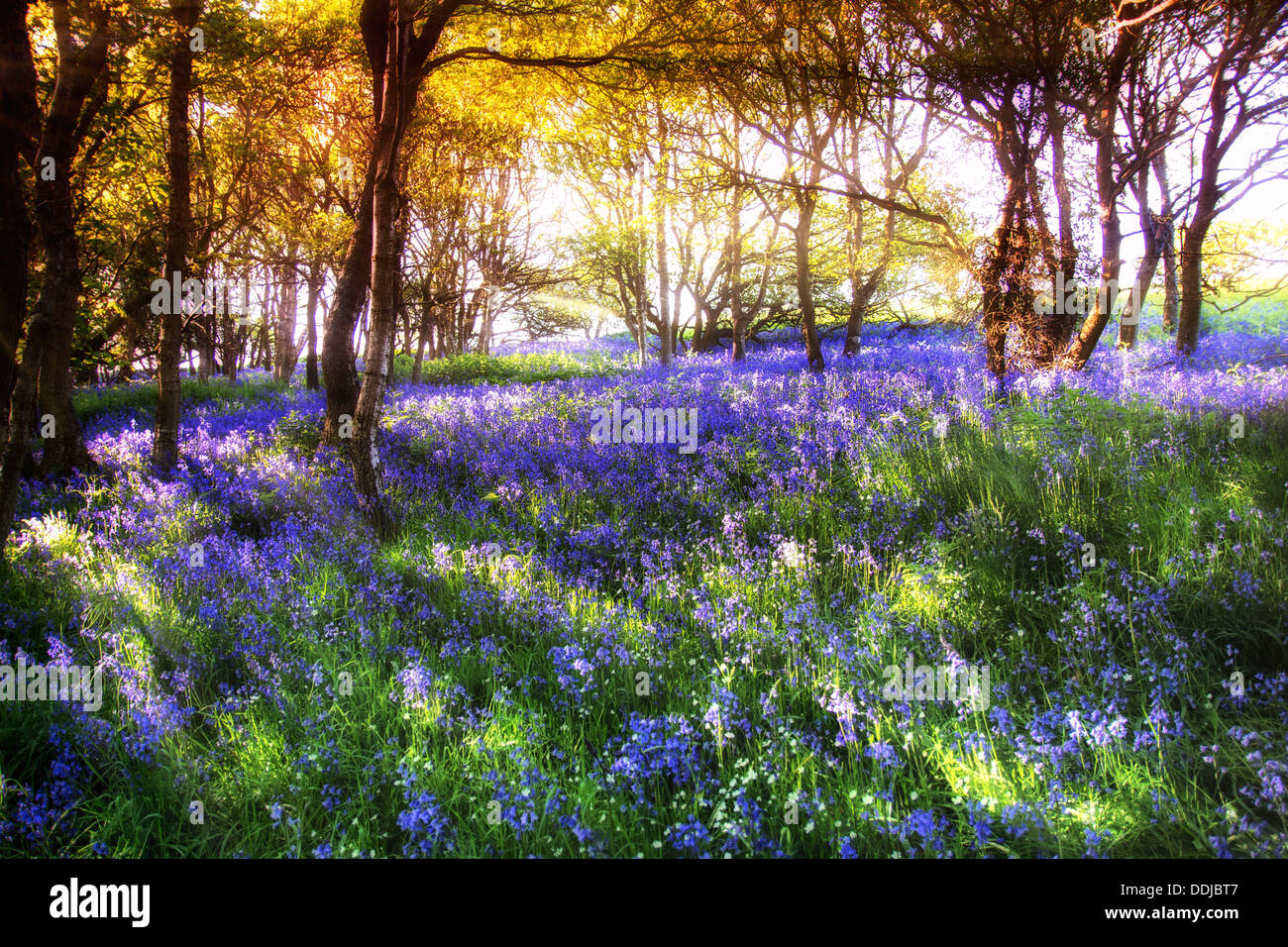 Scotland, Bluebell flower Stock Photo - Alamy