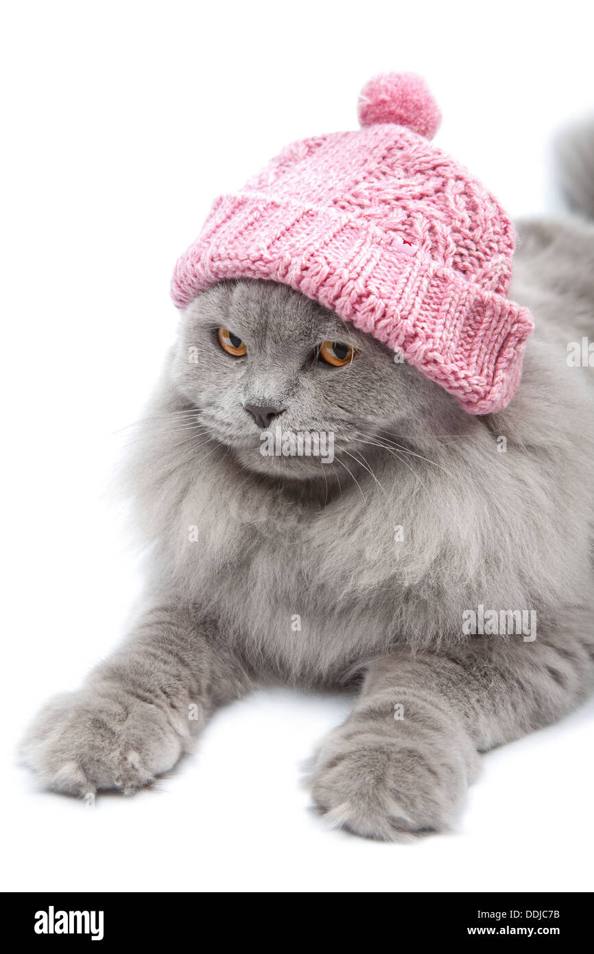 cute british cat wearing pink cap isolated Stock Photo - Alamy