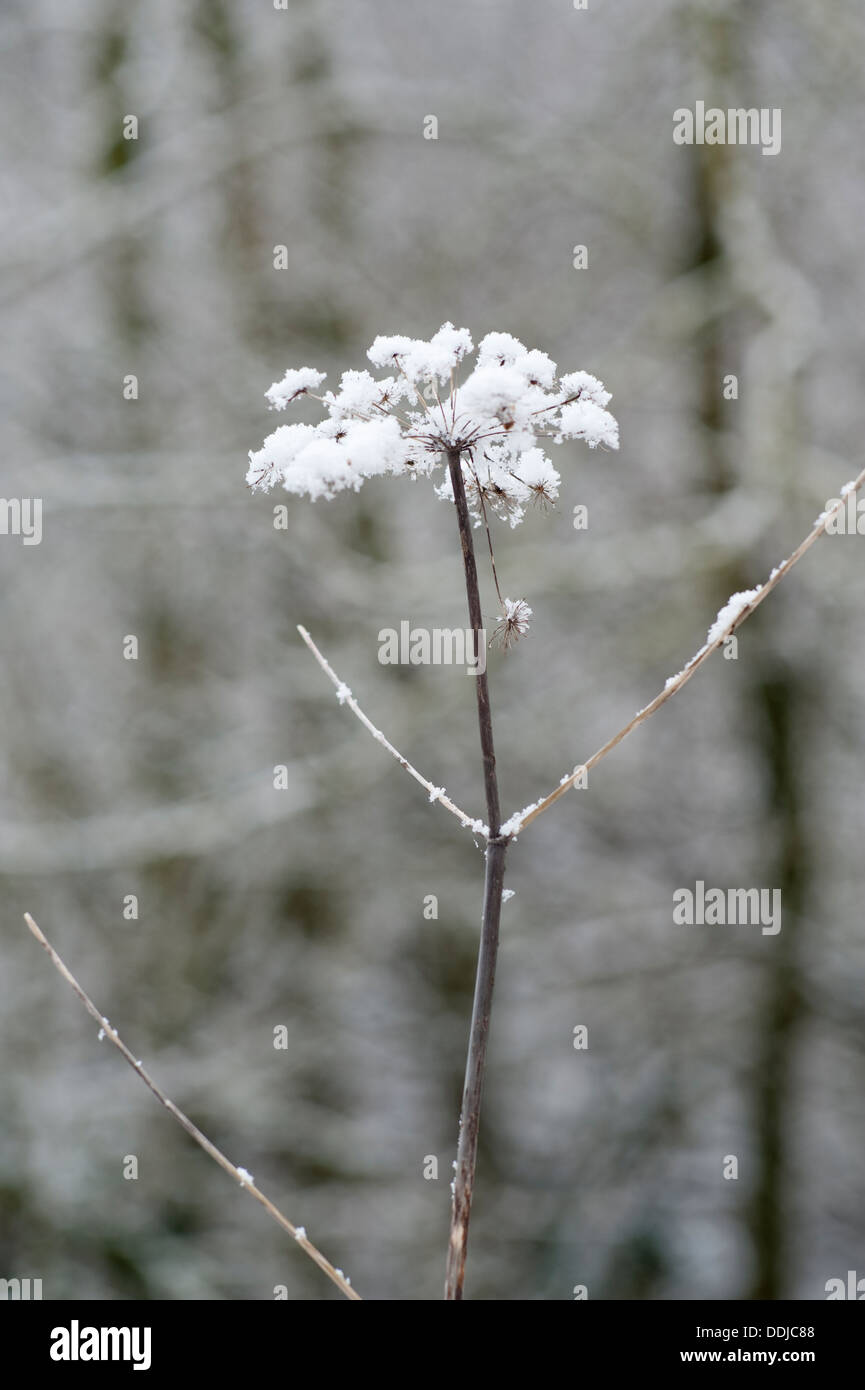 Snow-capped cow parsley Stock Photo - Alamy