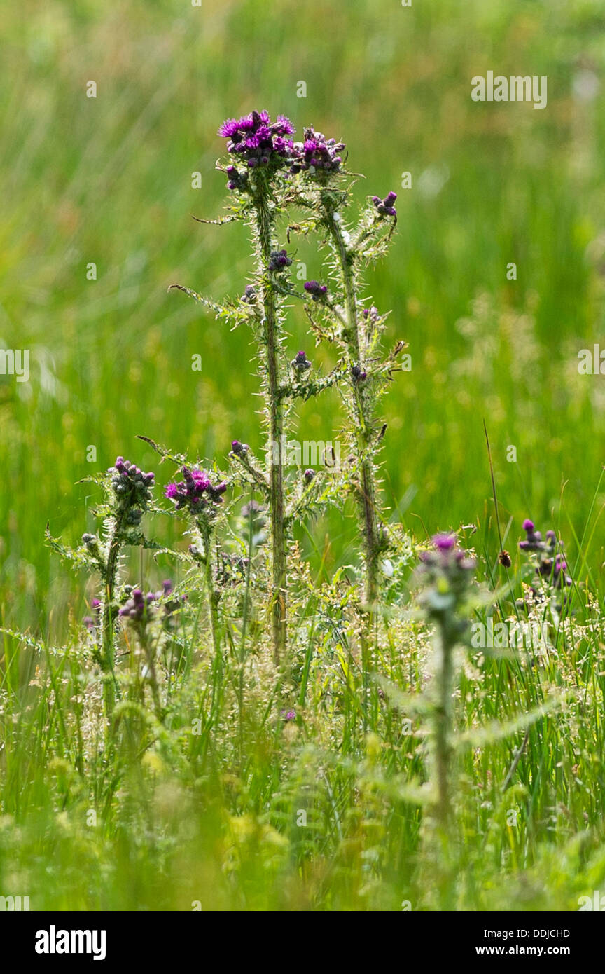 Invasive thistle species hi-res stock photography and images - Alamy
