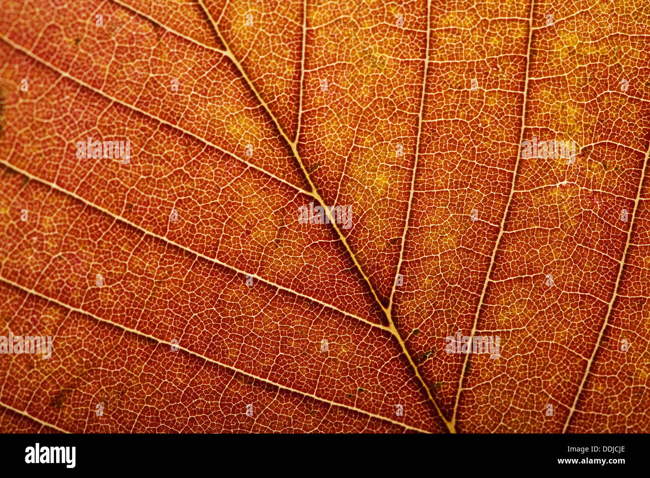 Leaf backdrop hi-res stock photography and images - Alamy