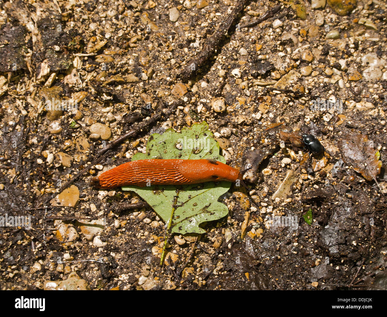 Slugs of france hi-res stock photography and images - Alamy