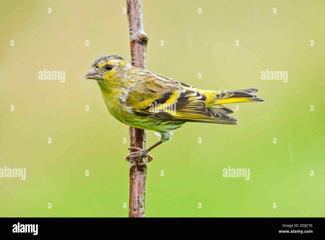 Juvenile siskin hi-res stock photography and images - Alamy