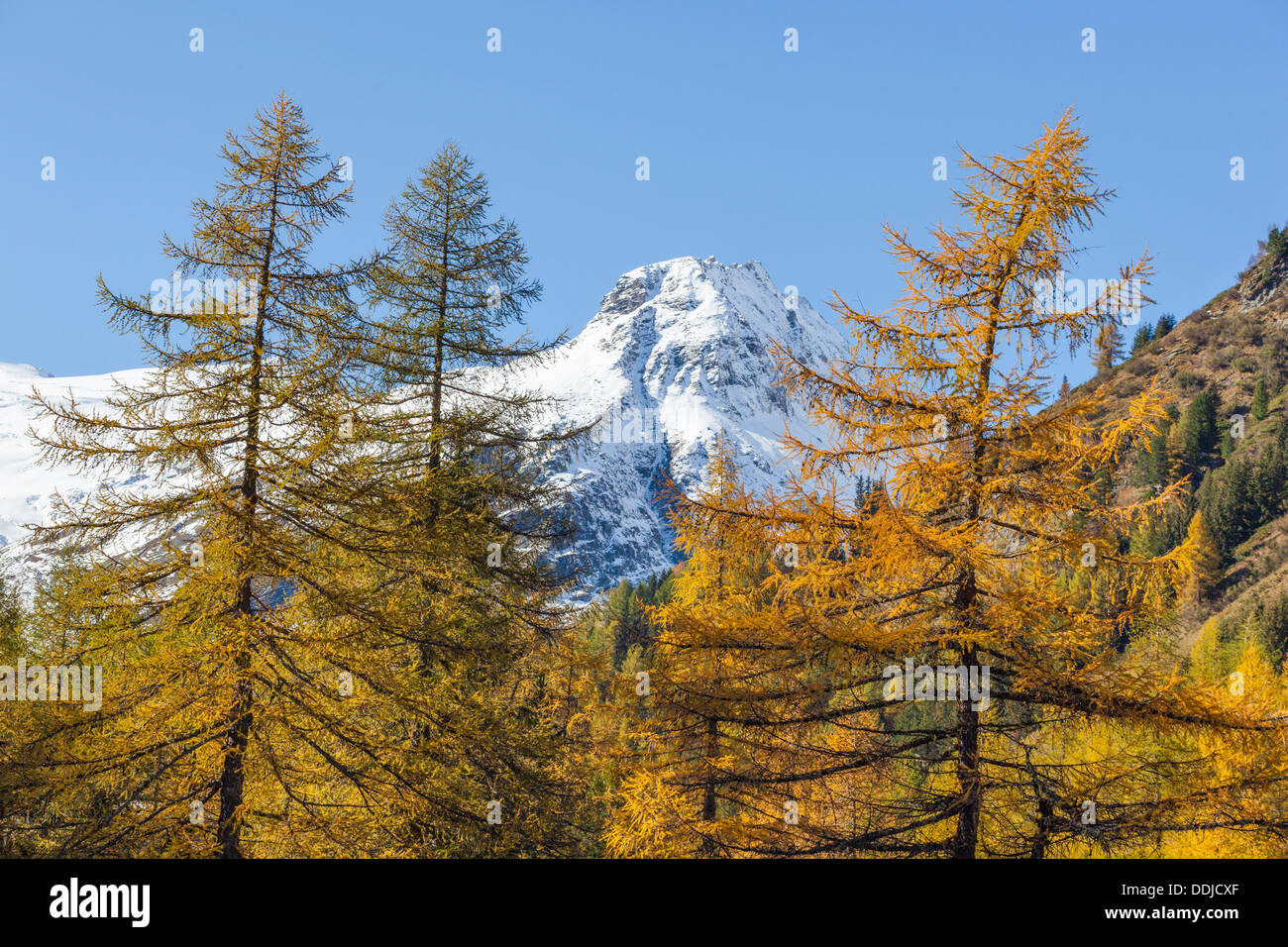 Larch tree forest in alp landscape Stock Photo - Alamy