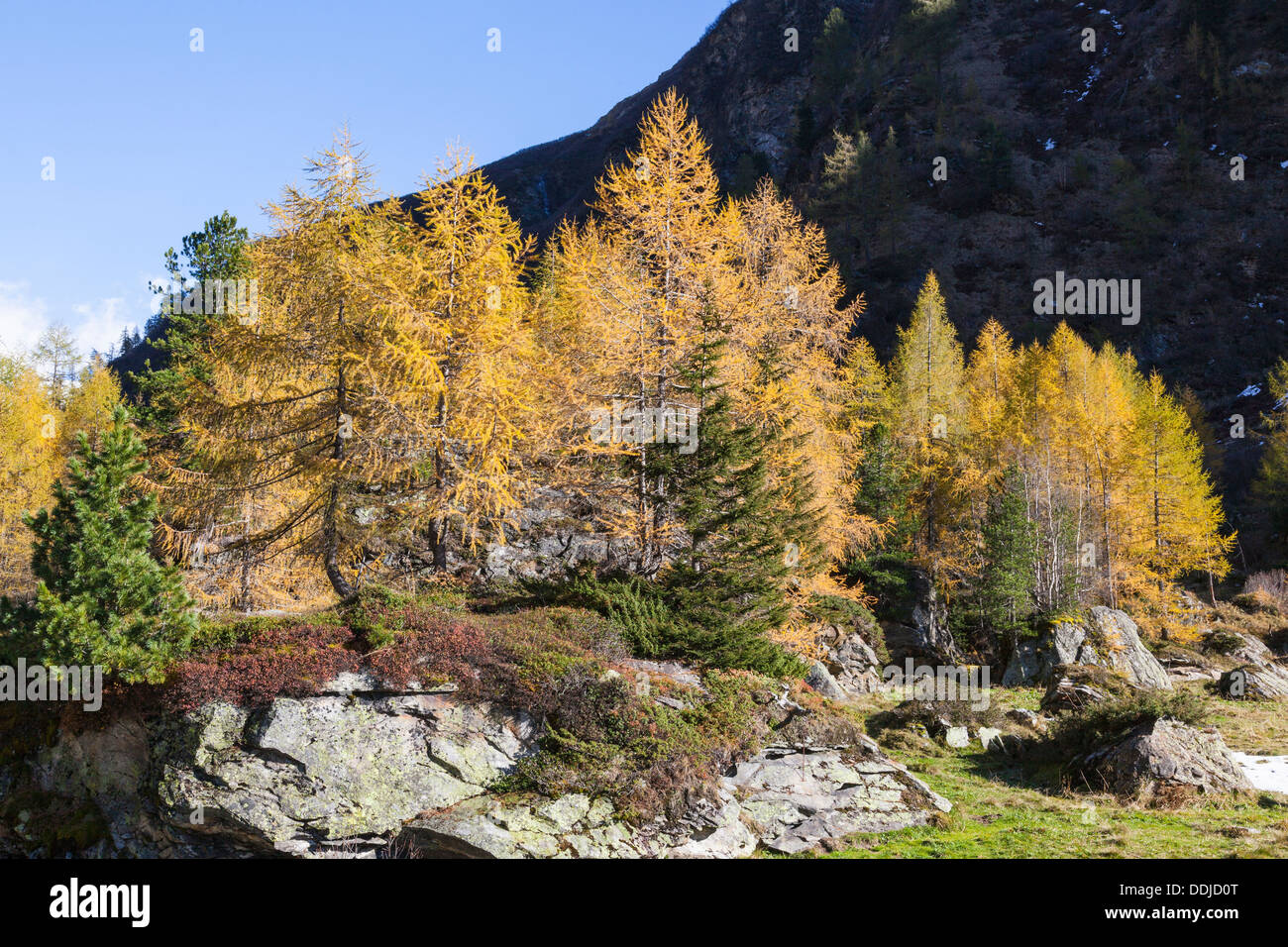 Larch tree in autumn colors Stock Photo - Alamy