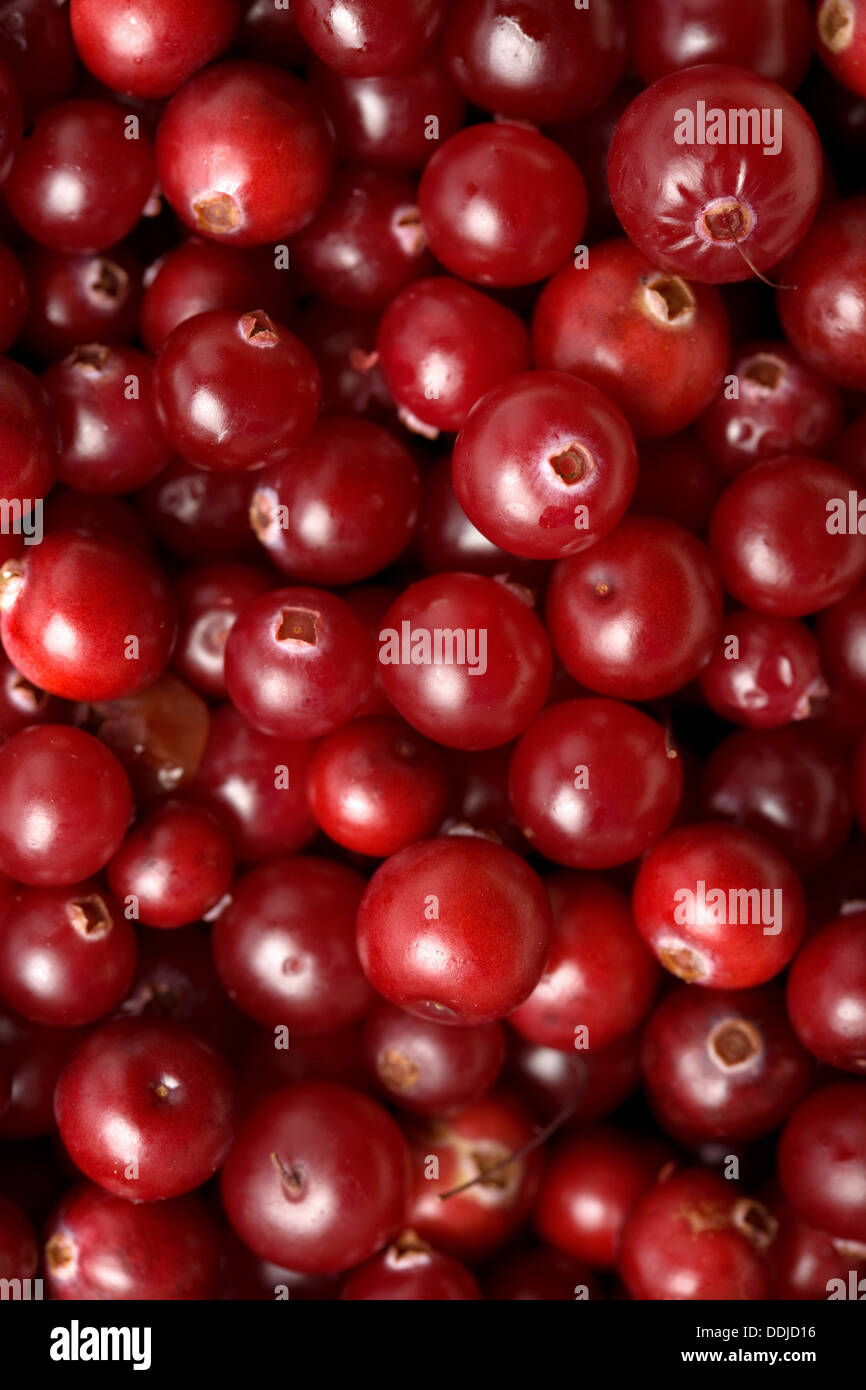 red cranberries background Stock Photo - Alamy