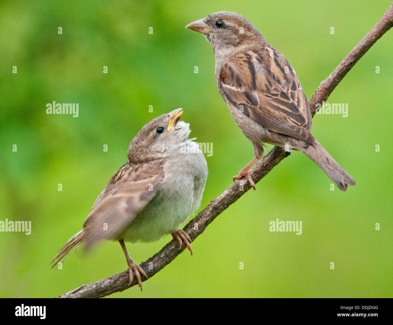 Chick sparrows hi-res stock photography and images - Alamy